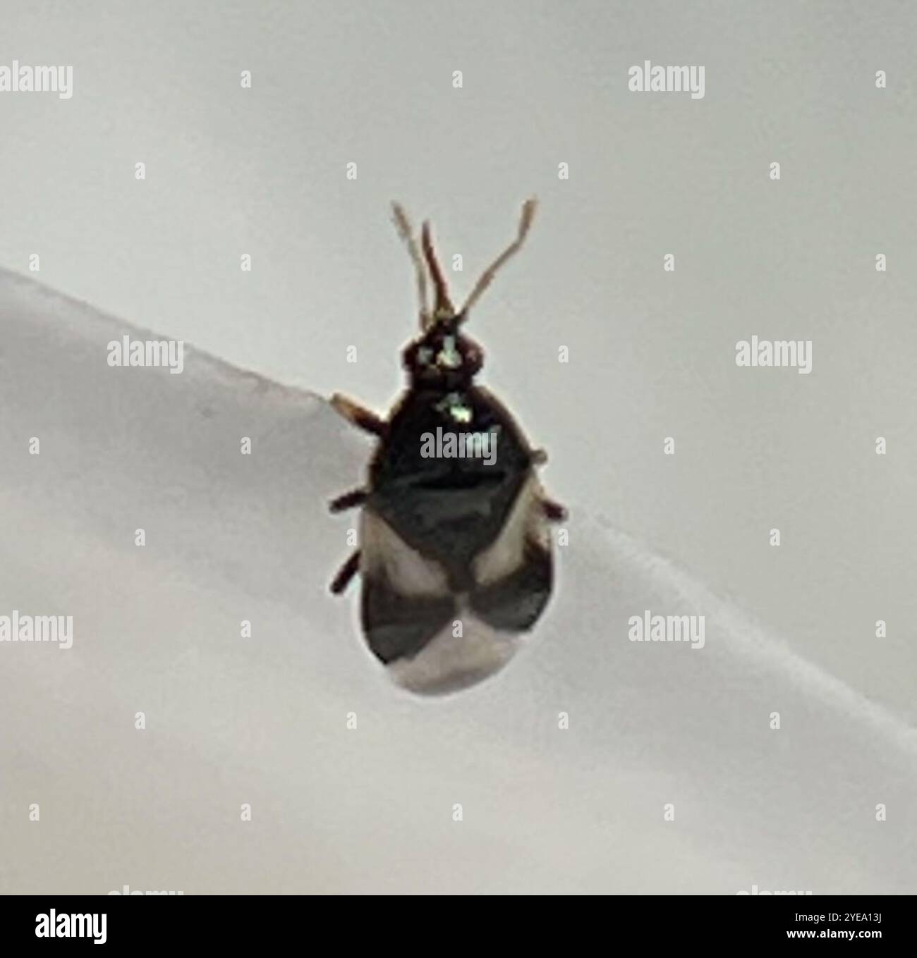 Minute pirate bugs (Anthocoridae Stock Photo - Alamy