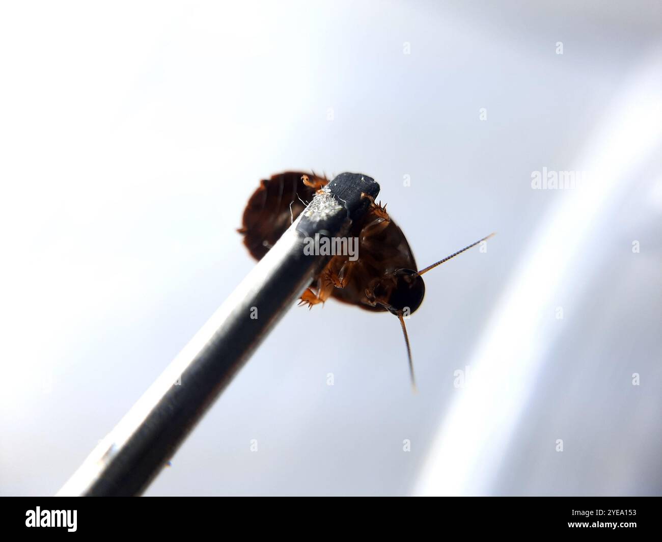 Giant Cockroaches (Blaberidae Stock Photo - Alamy