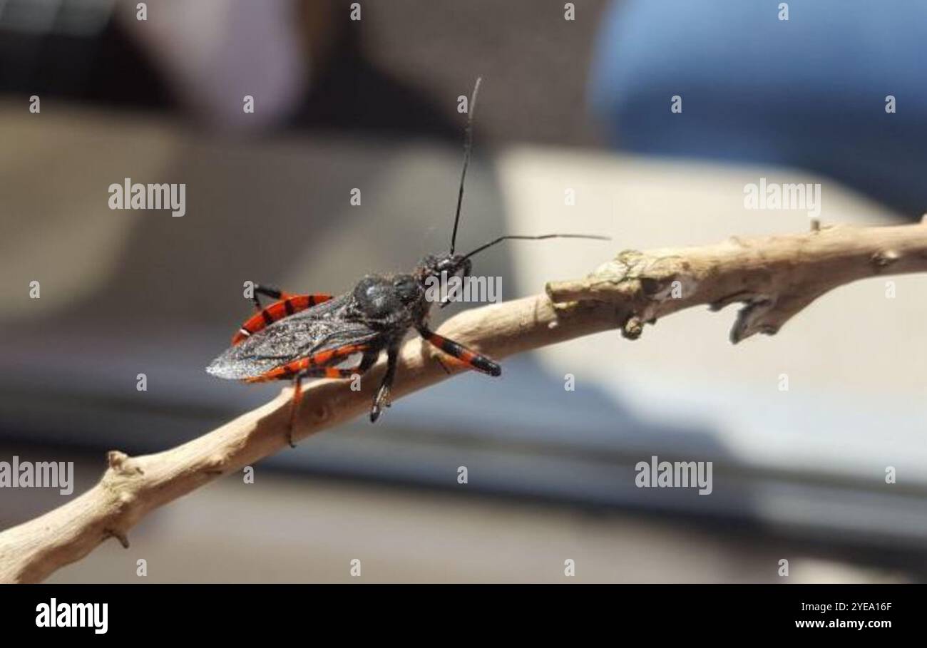 Rhynocoris annulatus hi-res stock photography and images - Alamy