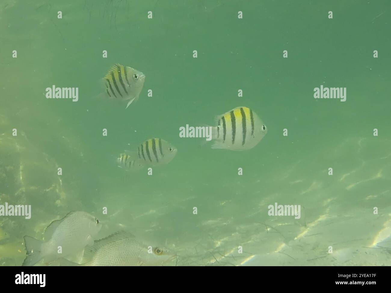 Atlantic Sergeant Major (Abudefduf saxatilis Stock Photo - Alamy