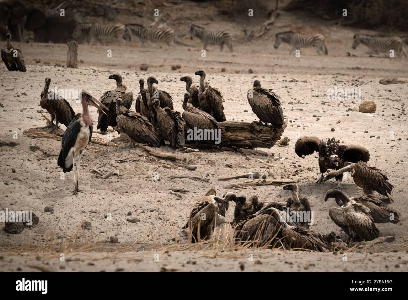 A vulture is a bird of prey that scavenges on carrion Stock Photo - Alamy