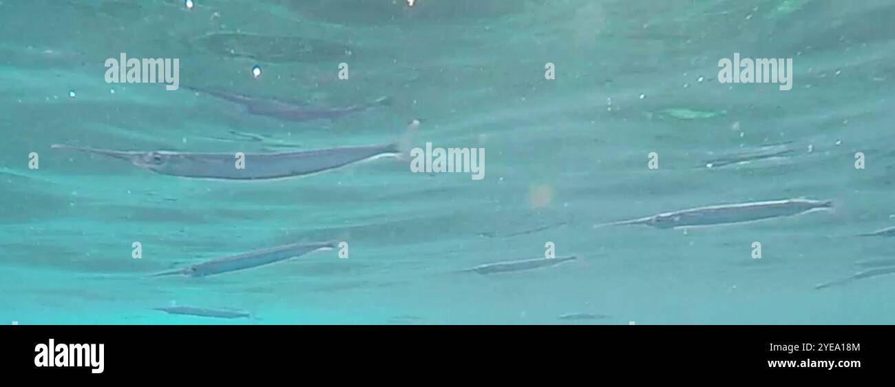 Houndfish (Tylosurus crocodilus Stock Photo - Alamy