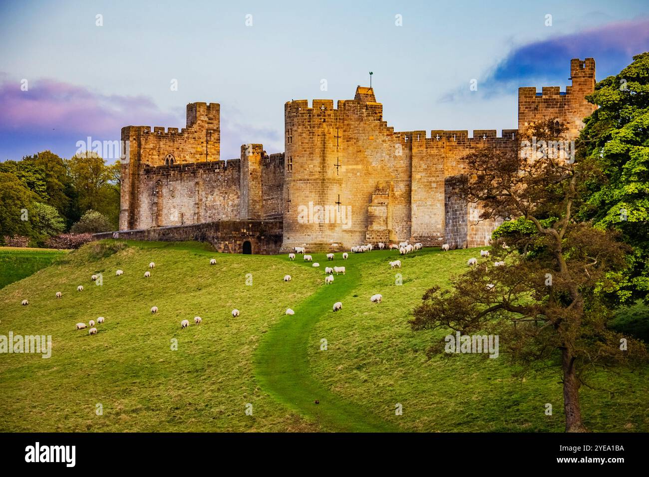 Charming sheep hi-res stock photography and images - Alamy