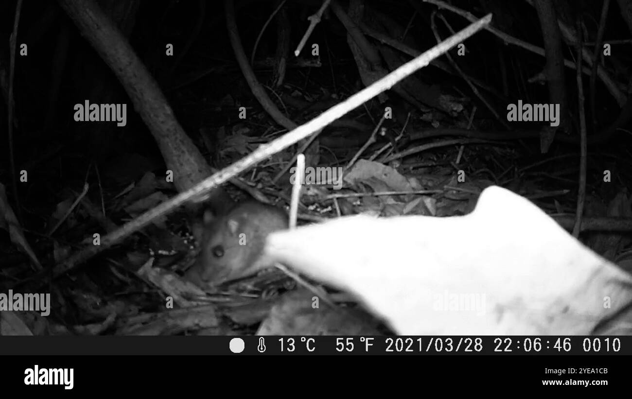 North american deer mice hi-res stock photography and images - Alamy