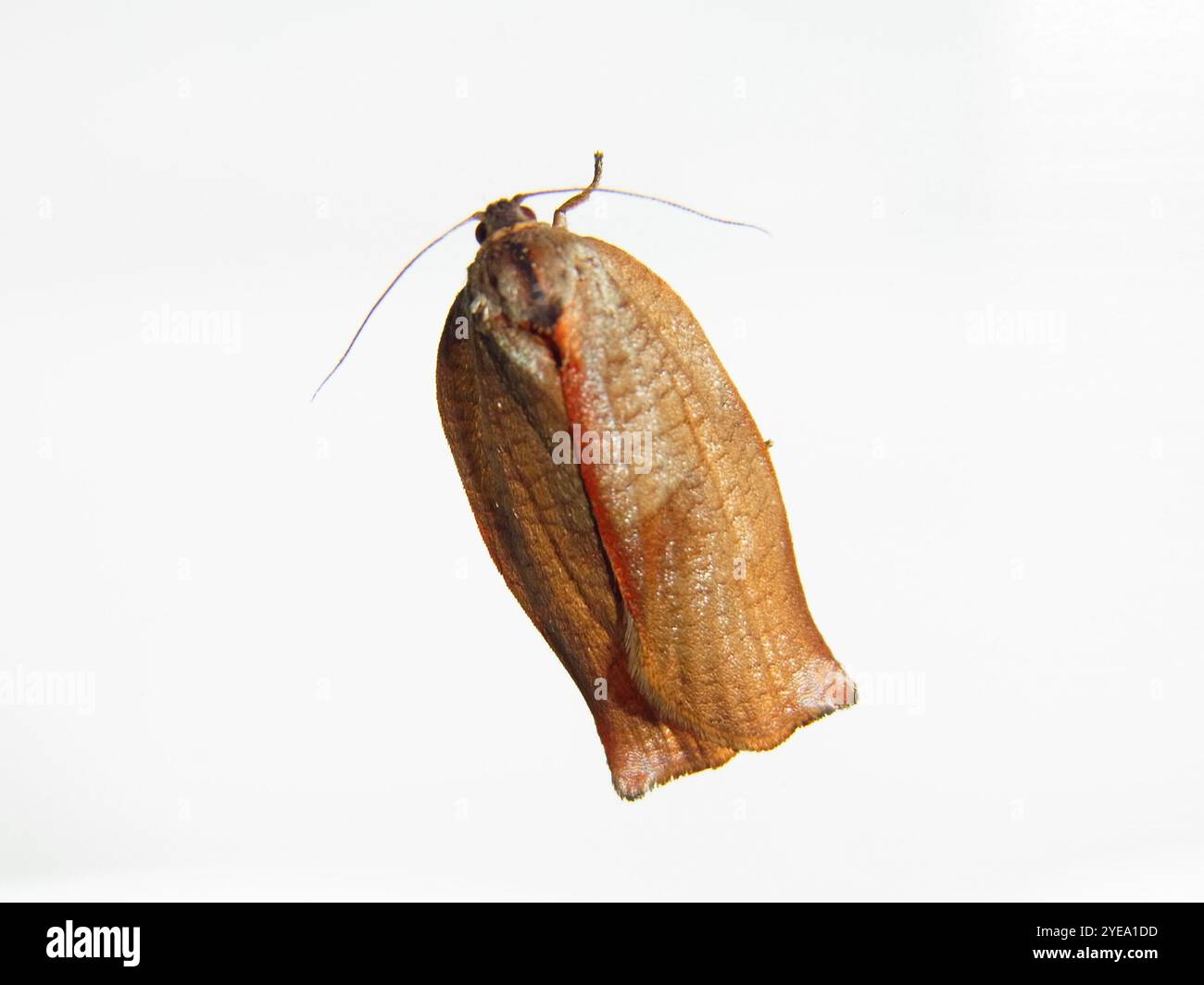 Oriental tea tortrix moth (Homona magnanima Stock Photo - Alamy