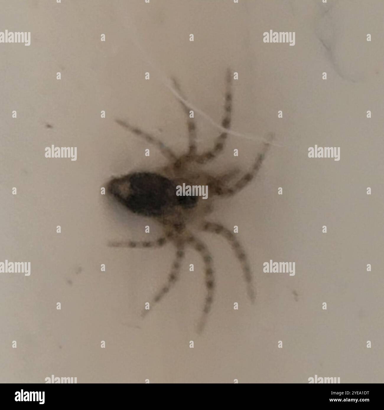 Oecobius navus hi-res stock photography and images - Alamy