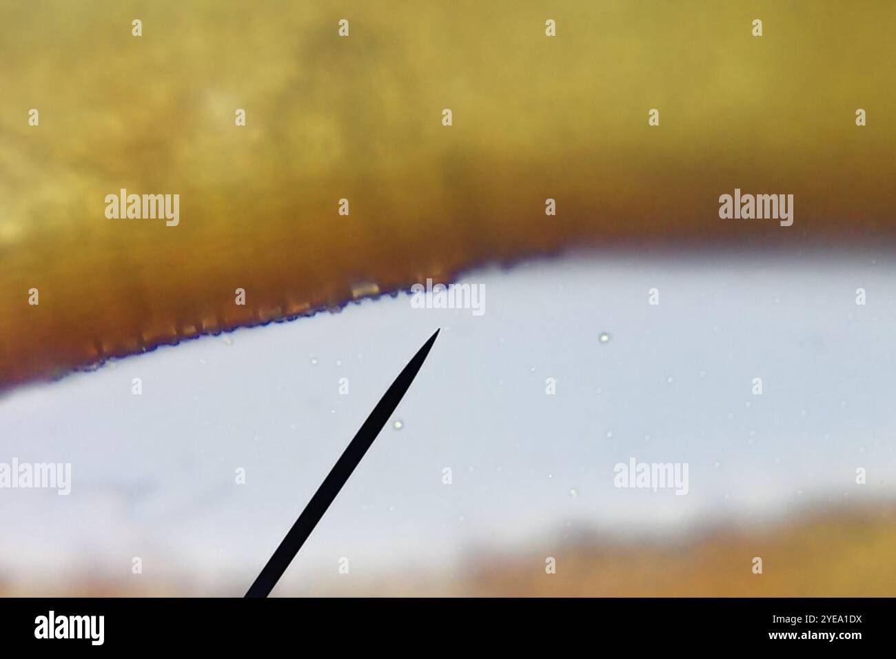 Bird's-Claw Beard-Moss (Barbula unguiculata Stock Photo - Alamy