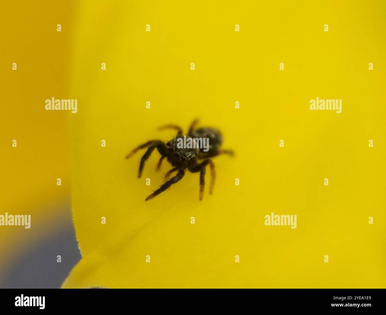 Golden Jumping Spider (Paraphidippus aurantius Stock Photo - Alamy