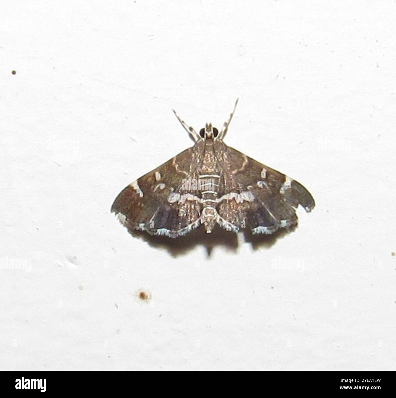 Spotted Beet Webworm Moth (Hymenia perspectalis Stock Photo - Alamy