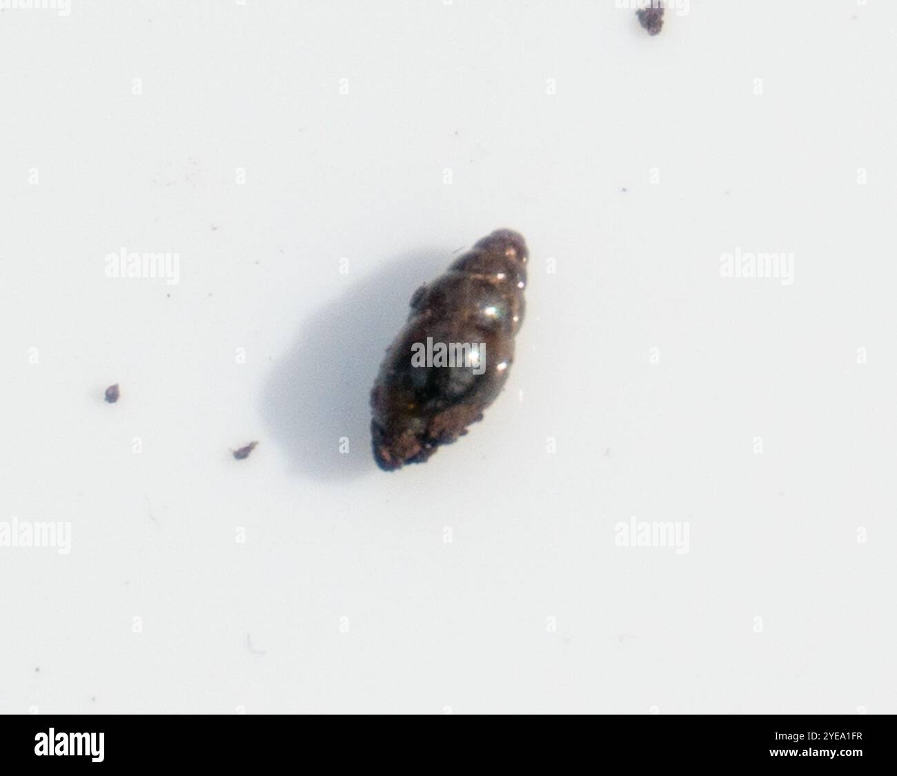 Cochlicopa lubrica hi-res stock photography and images - Alamy