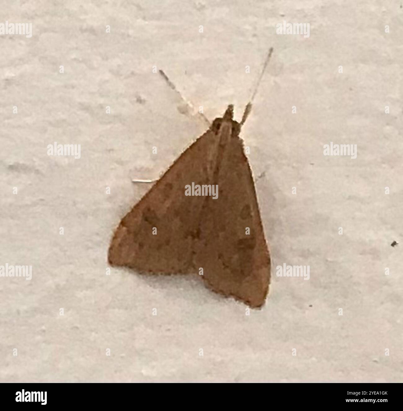 Rusty dot pearl udea ferrugalis hi-res stock photography and images - Alamy