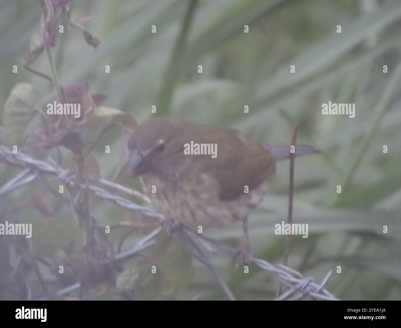Streaked saltator hi-res stock photography and images - Alamy