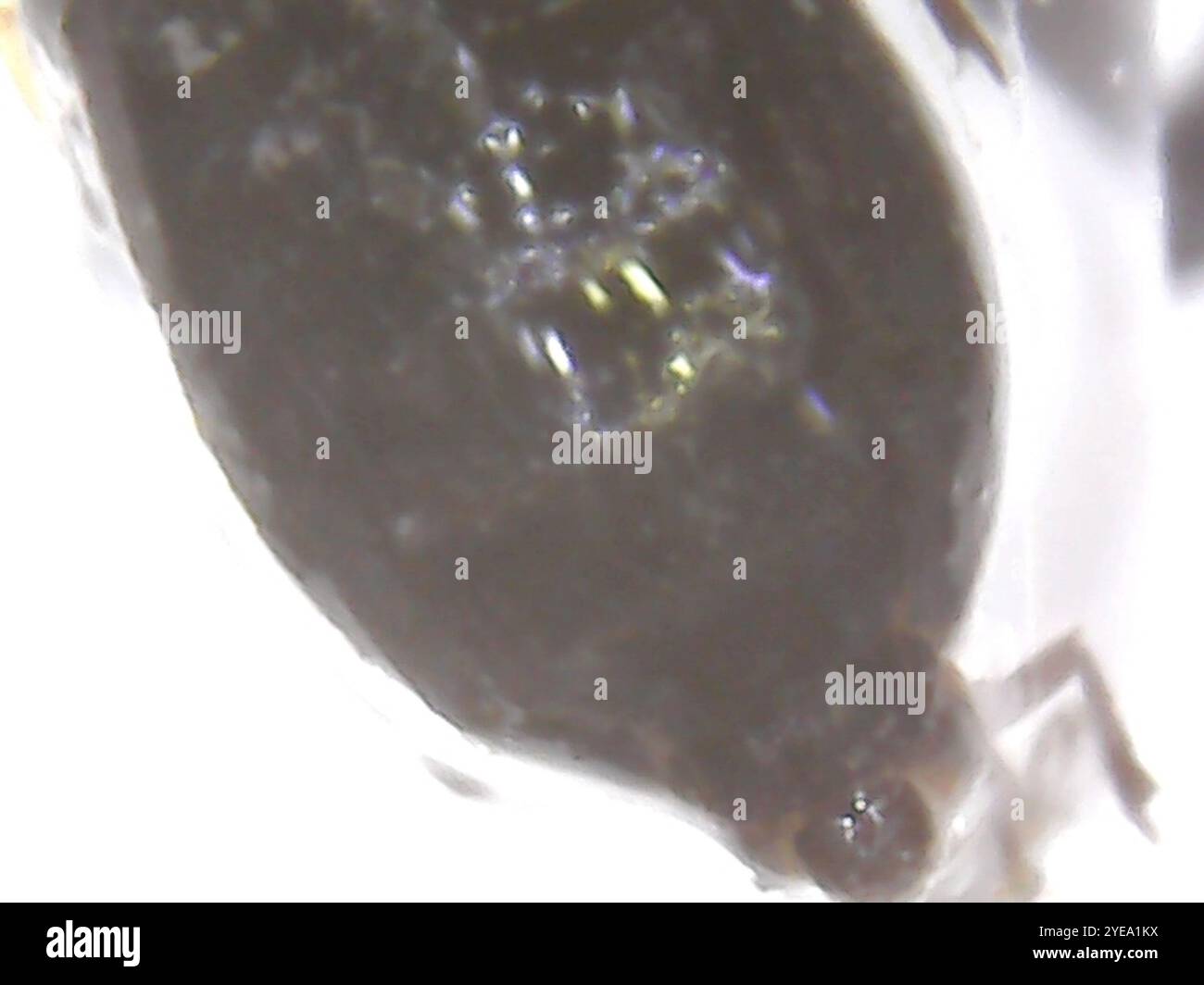 Microvelia reticulata hi-res stock photography and images - Alamy