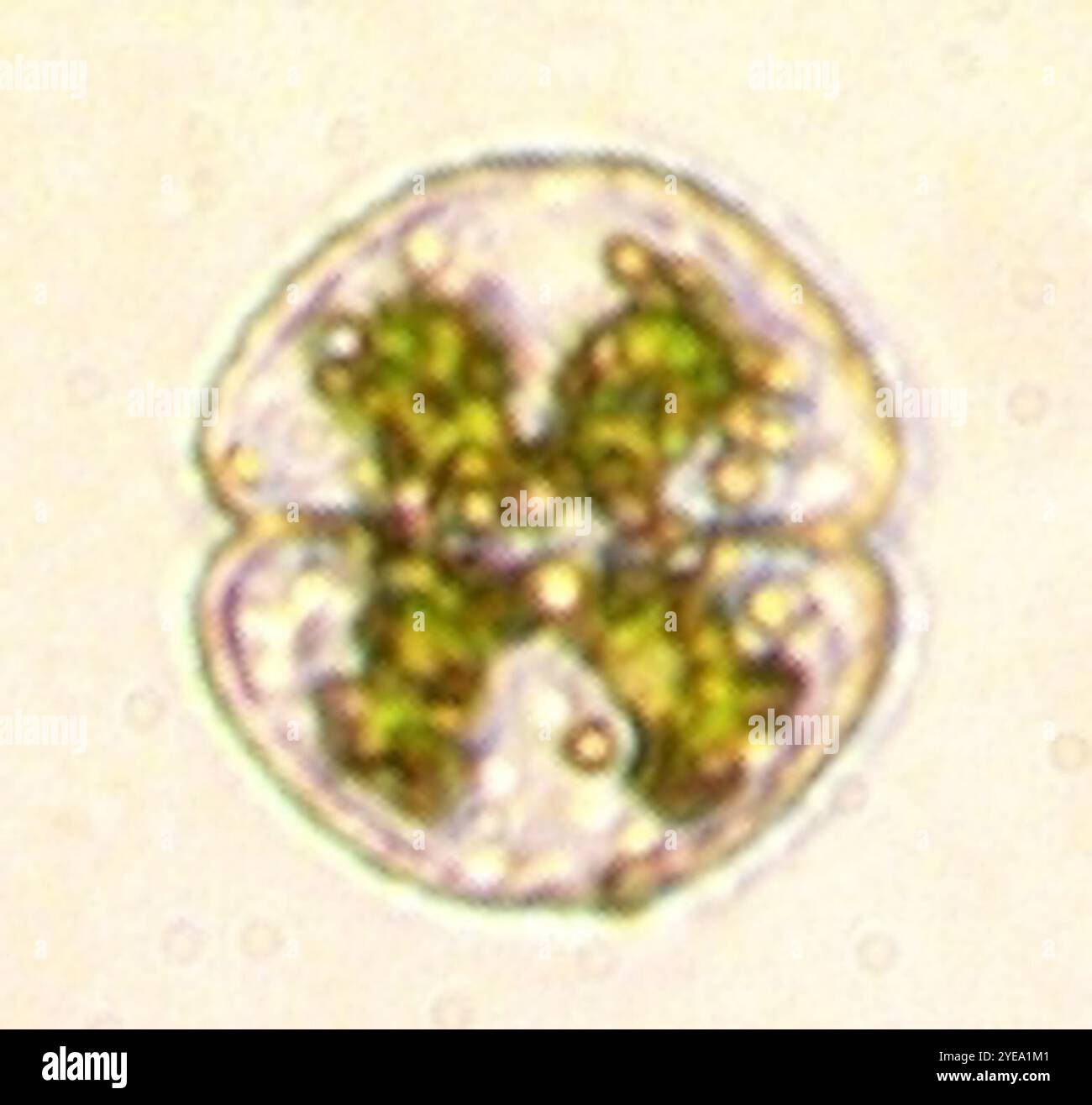 Cosmarium hi-res stock photography and images - Alamy