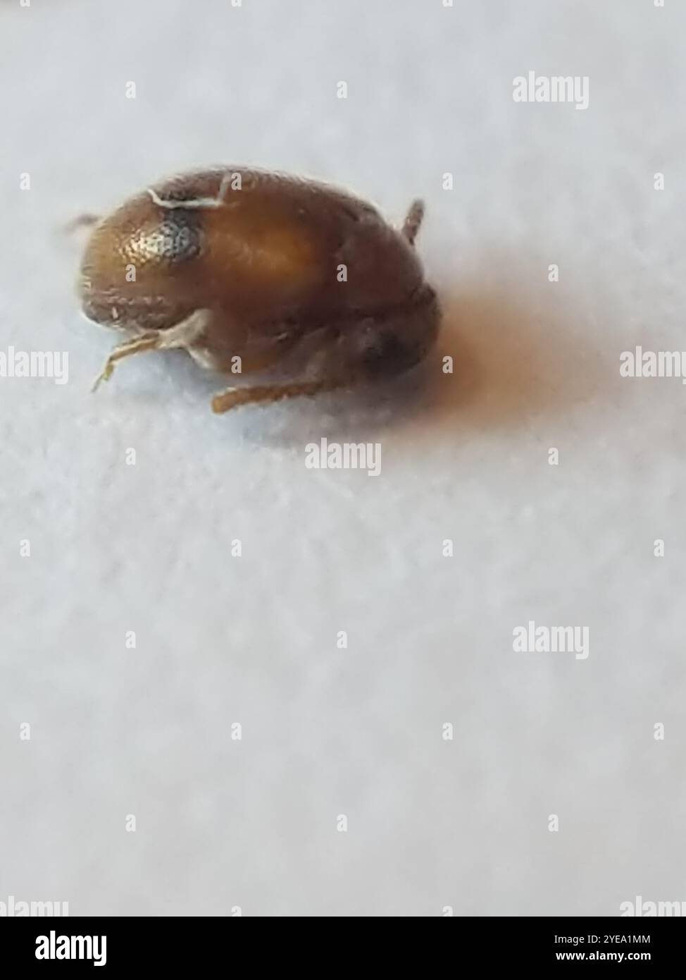 Ant-like Leaf Beetles (Aderidae Stock Photo - Alamy