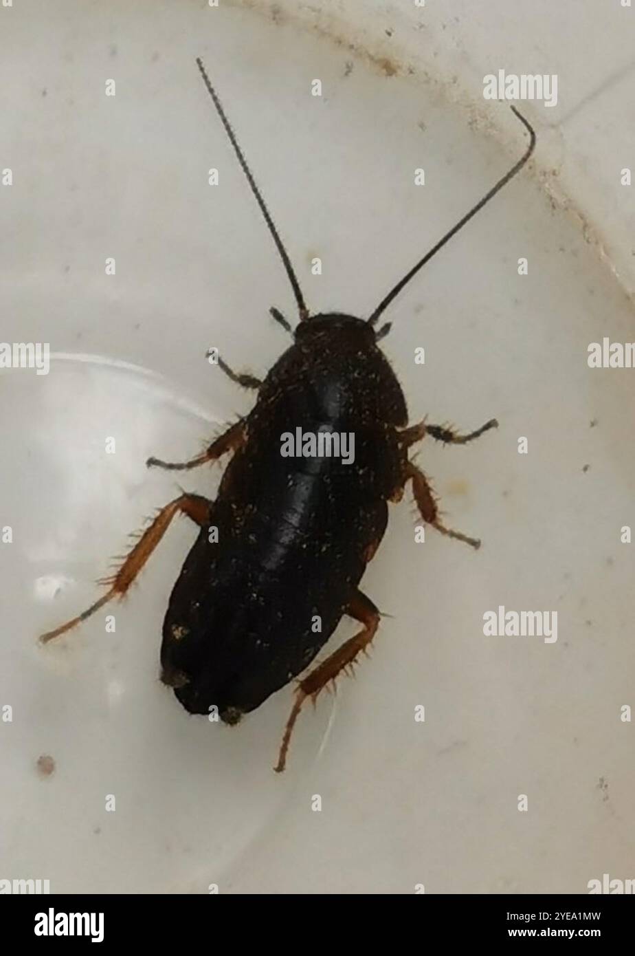 Blattodea cockroaches and termites hi-res stock photography and images ...