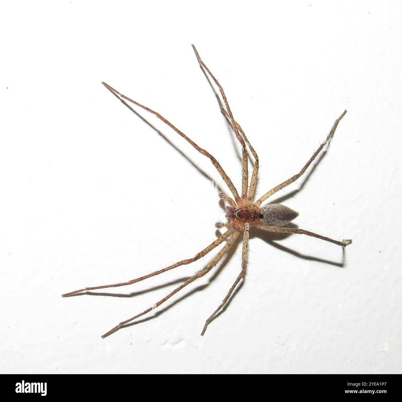 Ghost Spiders (Anyphaenidae Stock Photo - Alamy