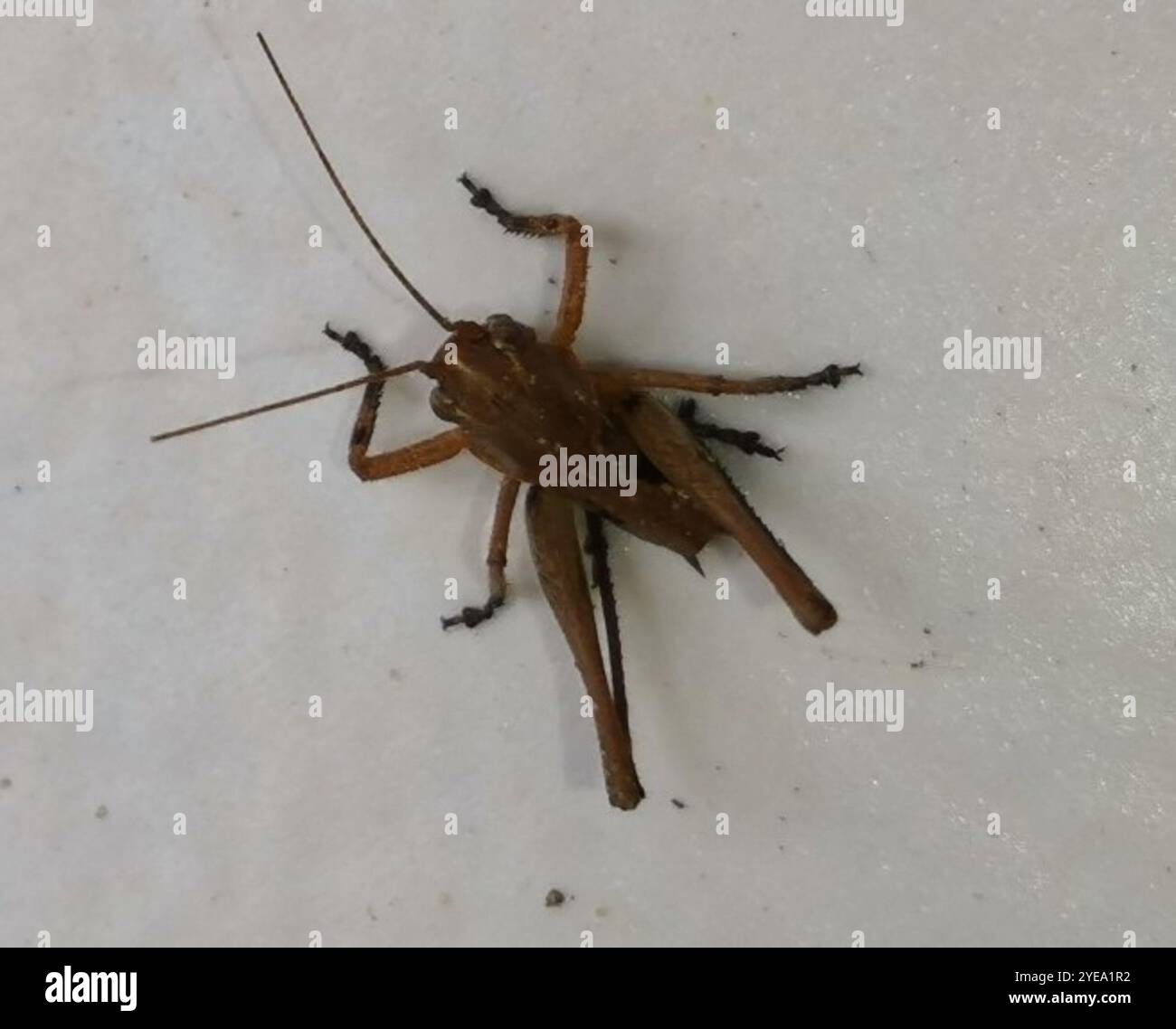 White-faced Bush-cricket (Decticus albifrons Stock Photo - Alamy