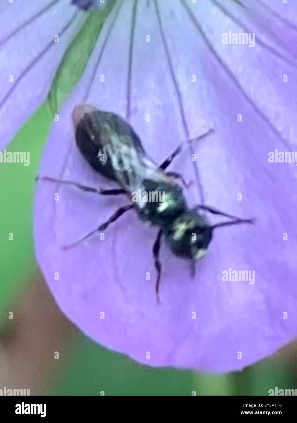Small carpenter bees hi-res stock photography and images - Alamy