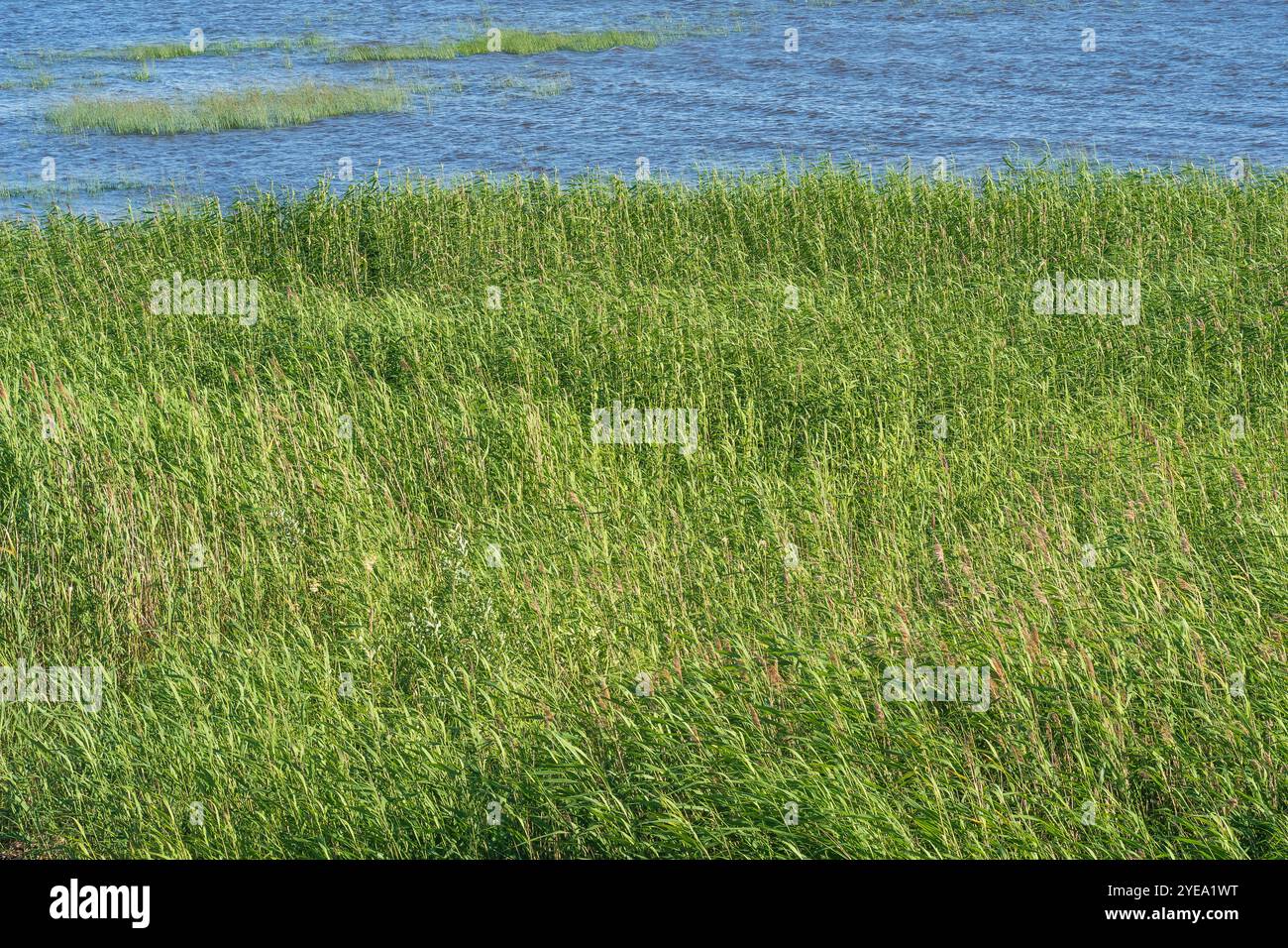 natural background, reed beds, coastal mire Stock Photo - Alamy