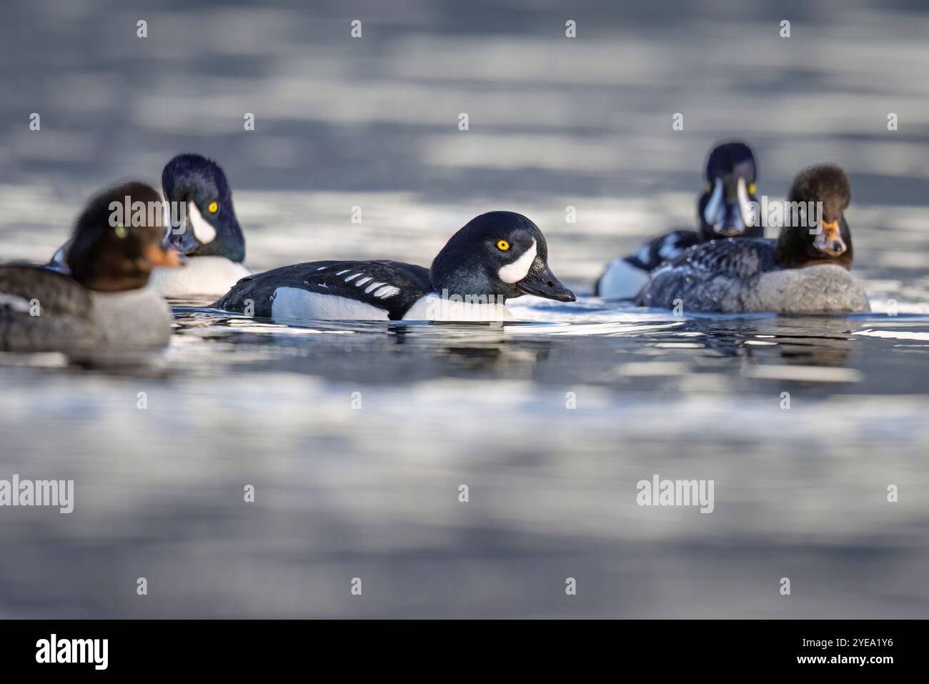 Barrow's goldeneye drakes (Bucephala islandica), distinguished from a ...