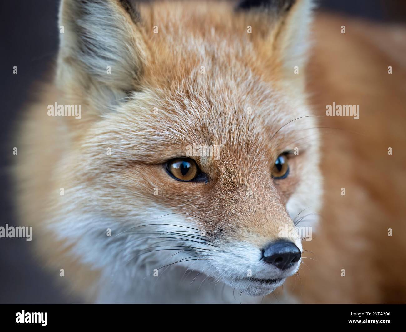 Red fox (Vulpes vulpes) is on the hunt one February morning in South ...