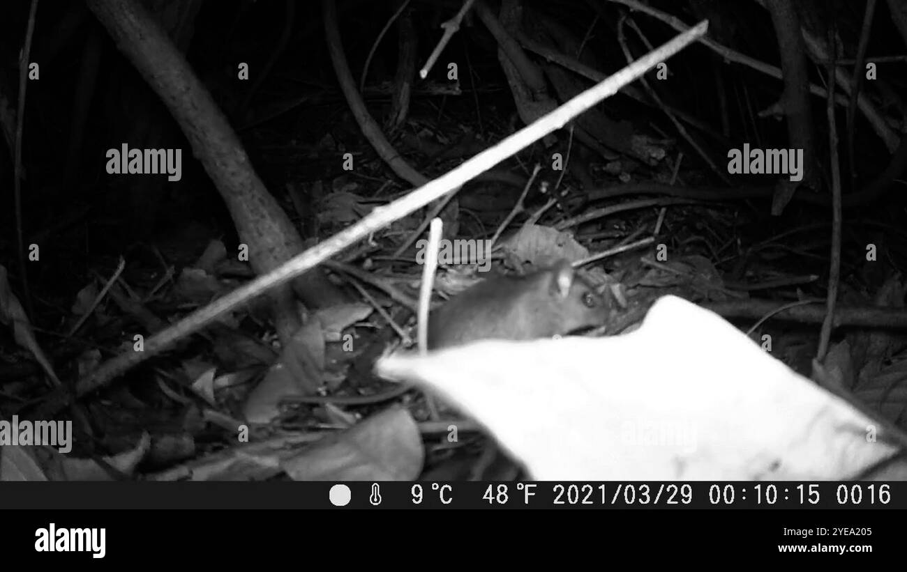North american deer mice hi-res stock photography and images - Alamy