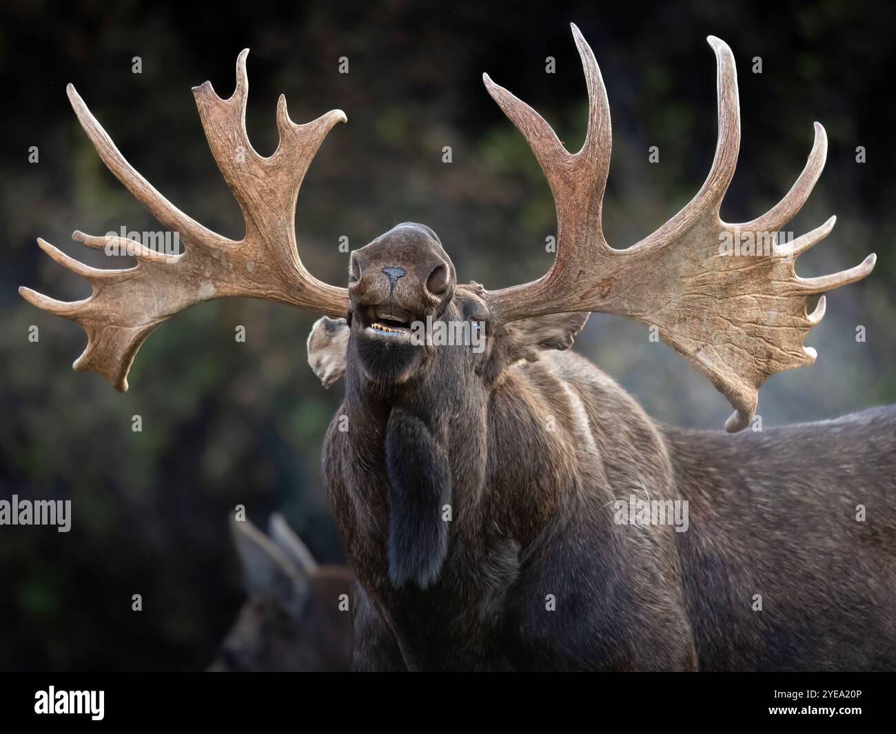 Bull moose (Alces alces) backed by a cow in estrus, displays the ...