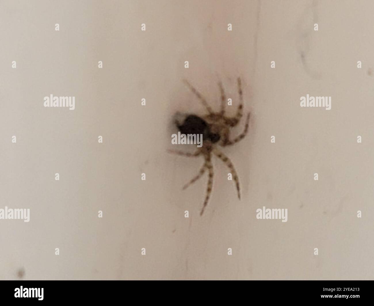 Oecobius navus hi-res stock photography and images - Alamy