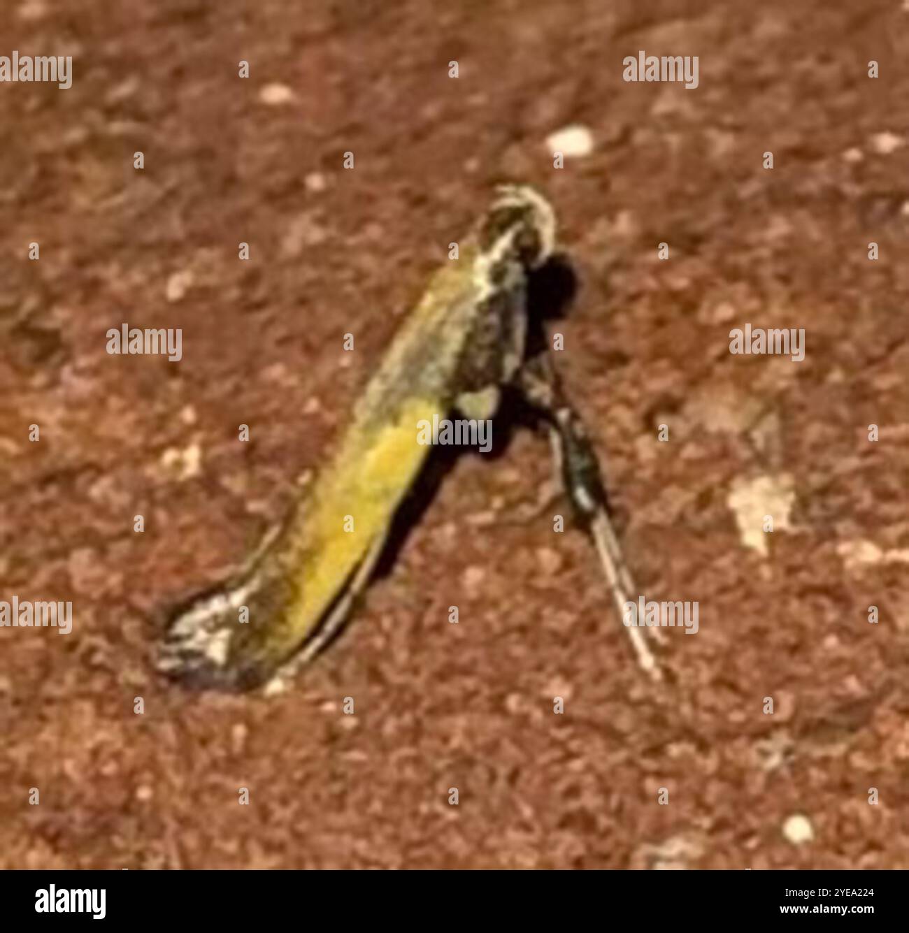 Caloptilia azaleella hi-res stock photography and images - Alamy