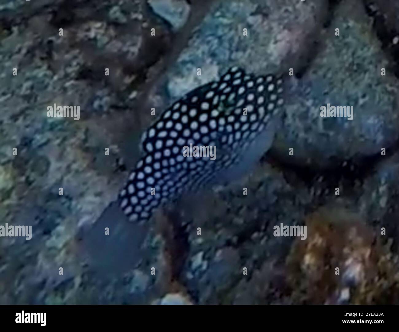 Hawaiian Spotted Toby (Canthigaster jactator Stock Photo - Alamy
