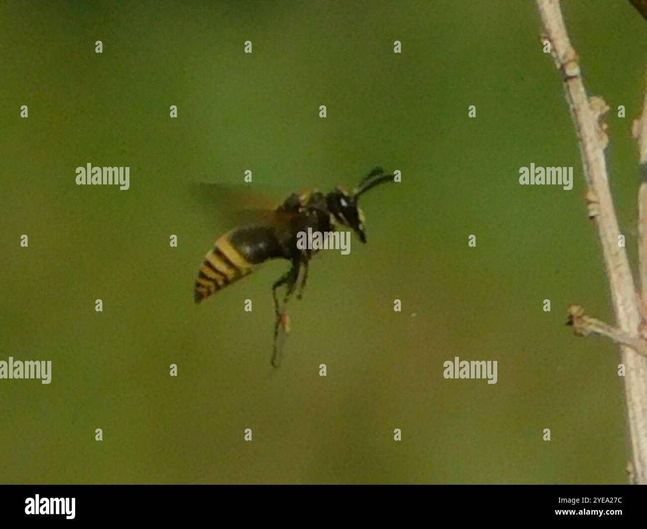 Keyhole wasp hi-res stock photography and images - Alamy