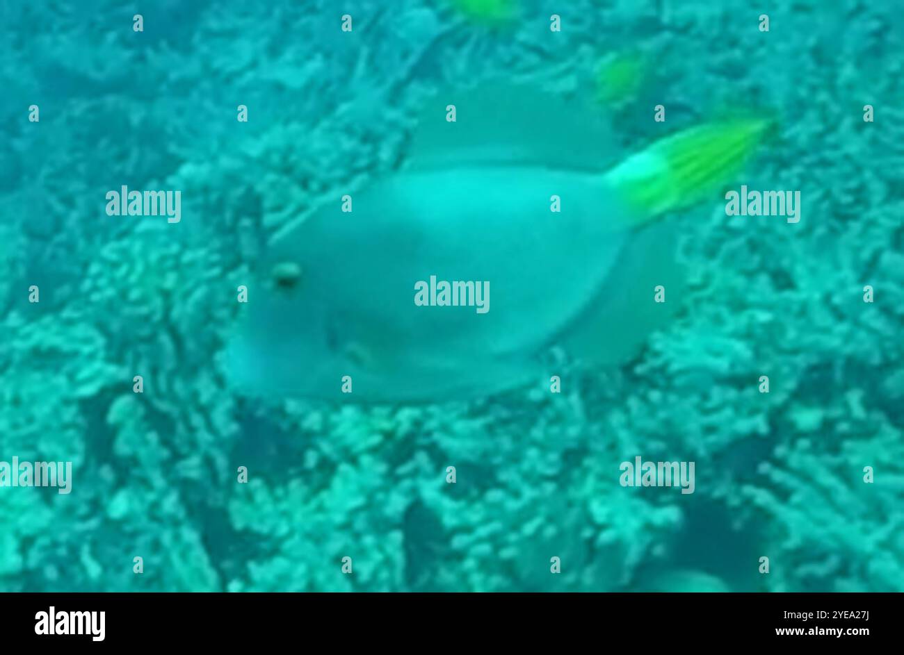 Barred Filefish (Cantherhines dumerilii Stock Photo - Alamy