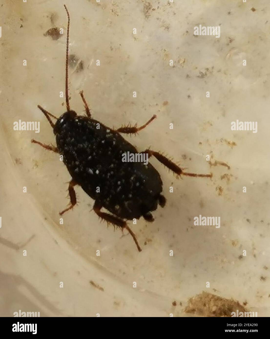 Blattodea cockroaches and termites hi-res stock photography and images ...