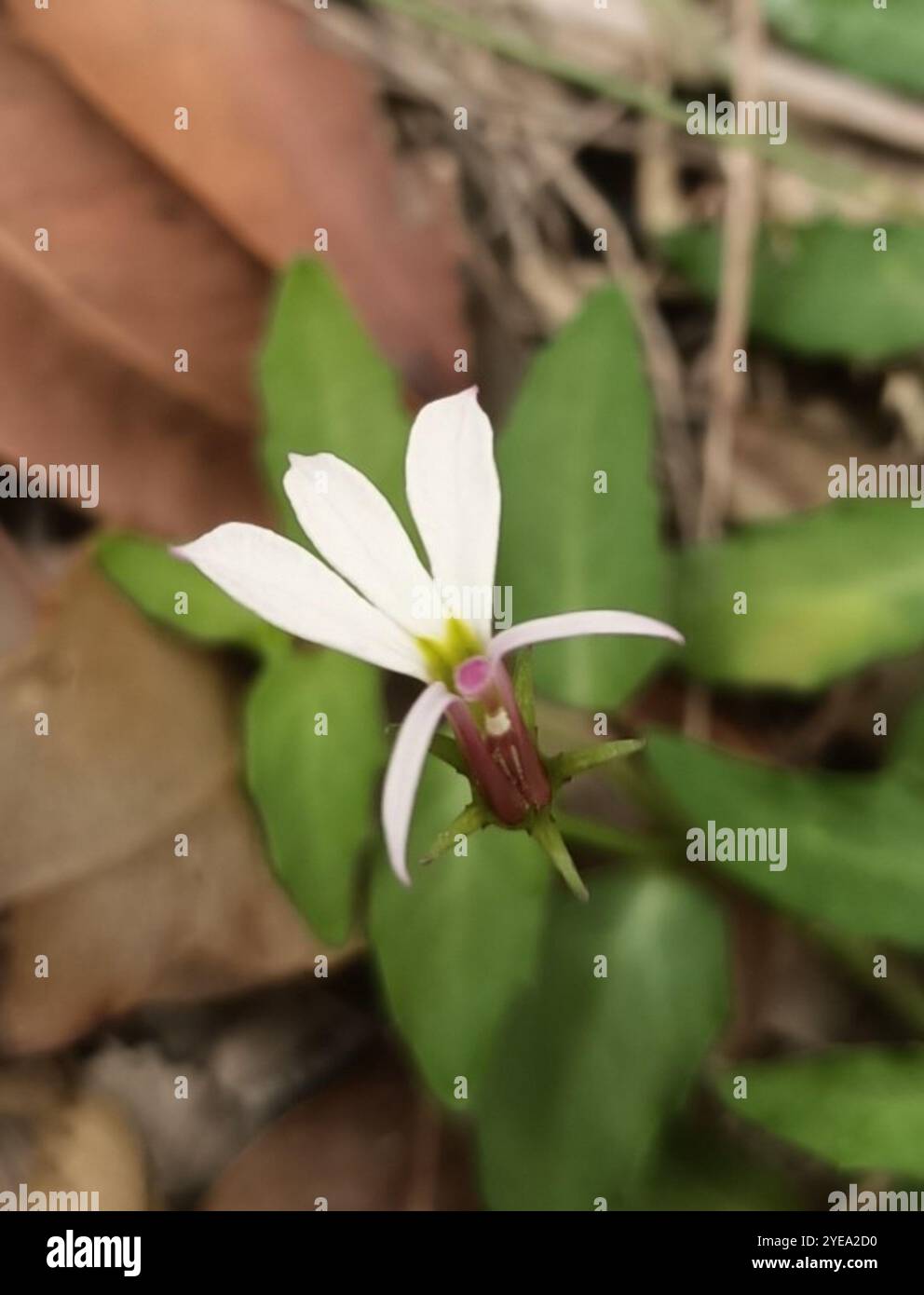 White Root (Lobelia purpurascens Stock Photo - Alamy