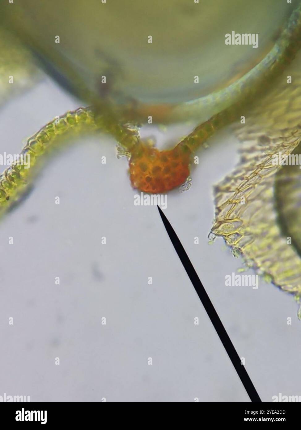 Orthotrichum anomalum hi-res stock photography and images - Alamy