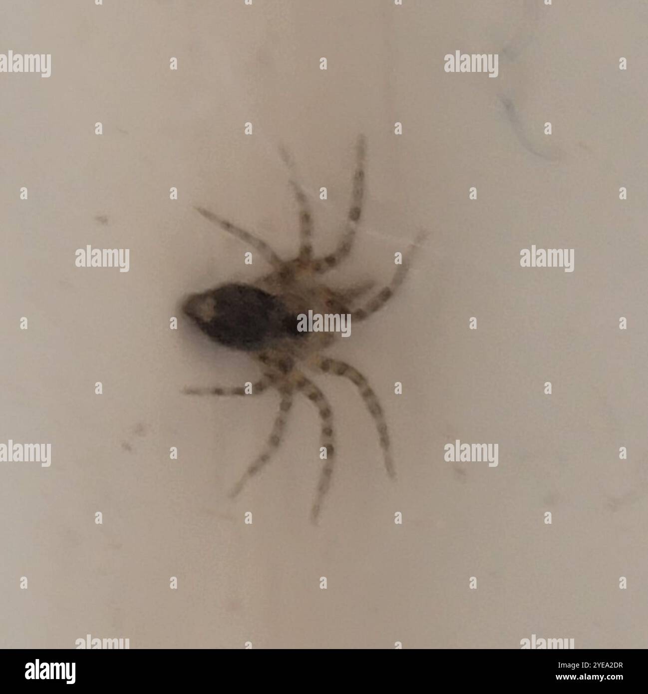 Wall Spider (Oecobius navus Stock Photo - Alamy