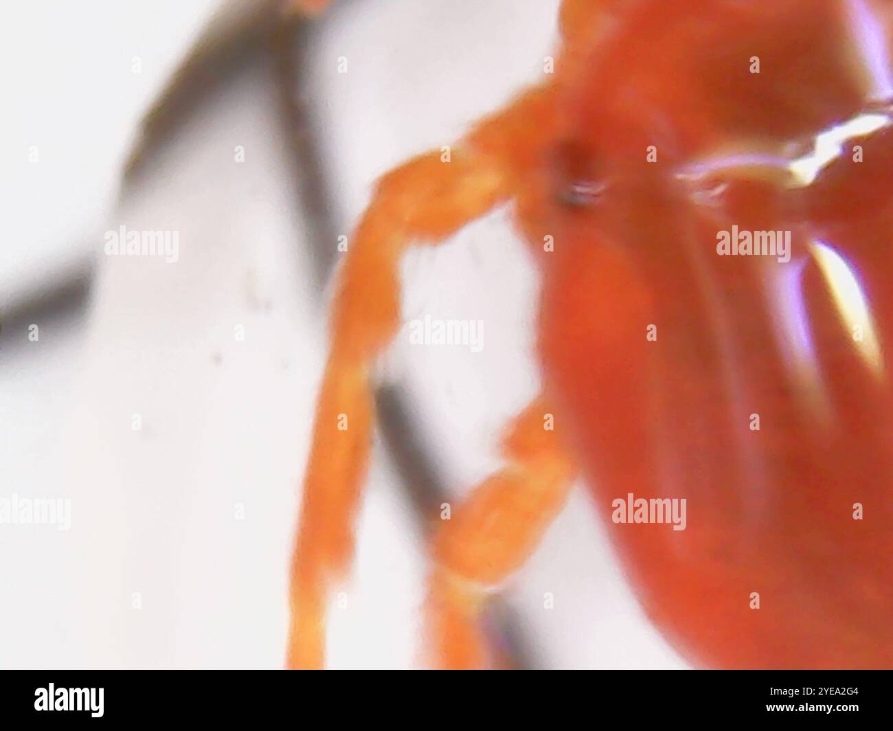 Water Mites (Hydrachnidia Stock Photo - Alamy