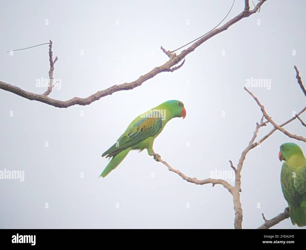 Blue-naped Parrot (Tanygnathus lucionensis Stock Photo - Alamy