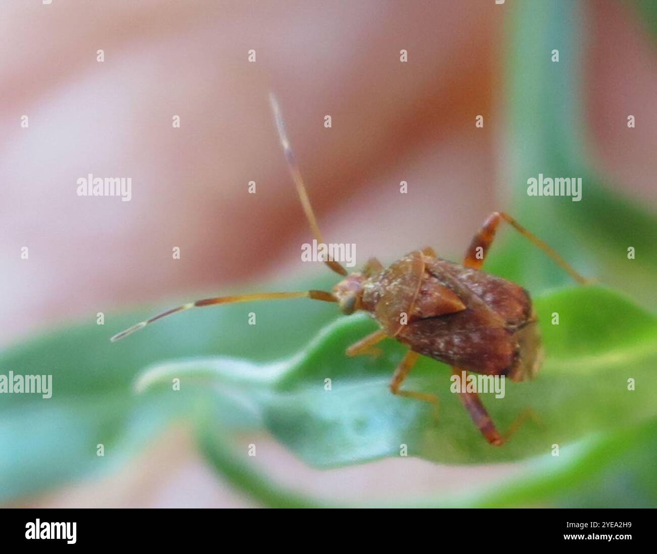 Australian crop mirid hi-res stock photography and images - Alamy