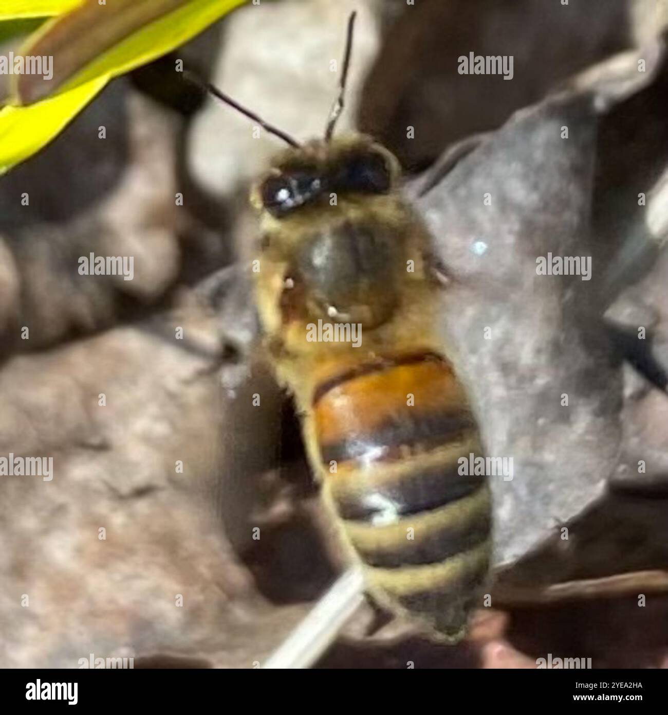 Western Honey Bee (Apis mellifera Stock Photo - Alamy