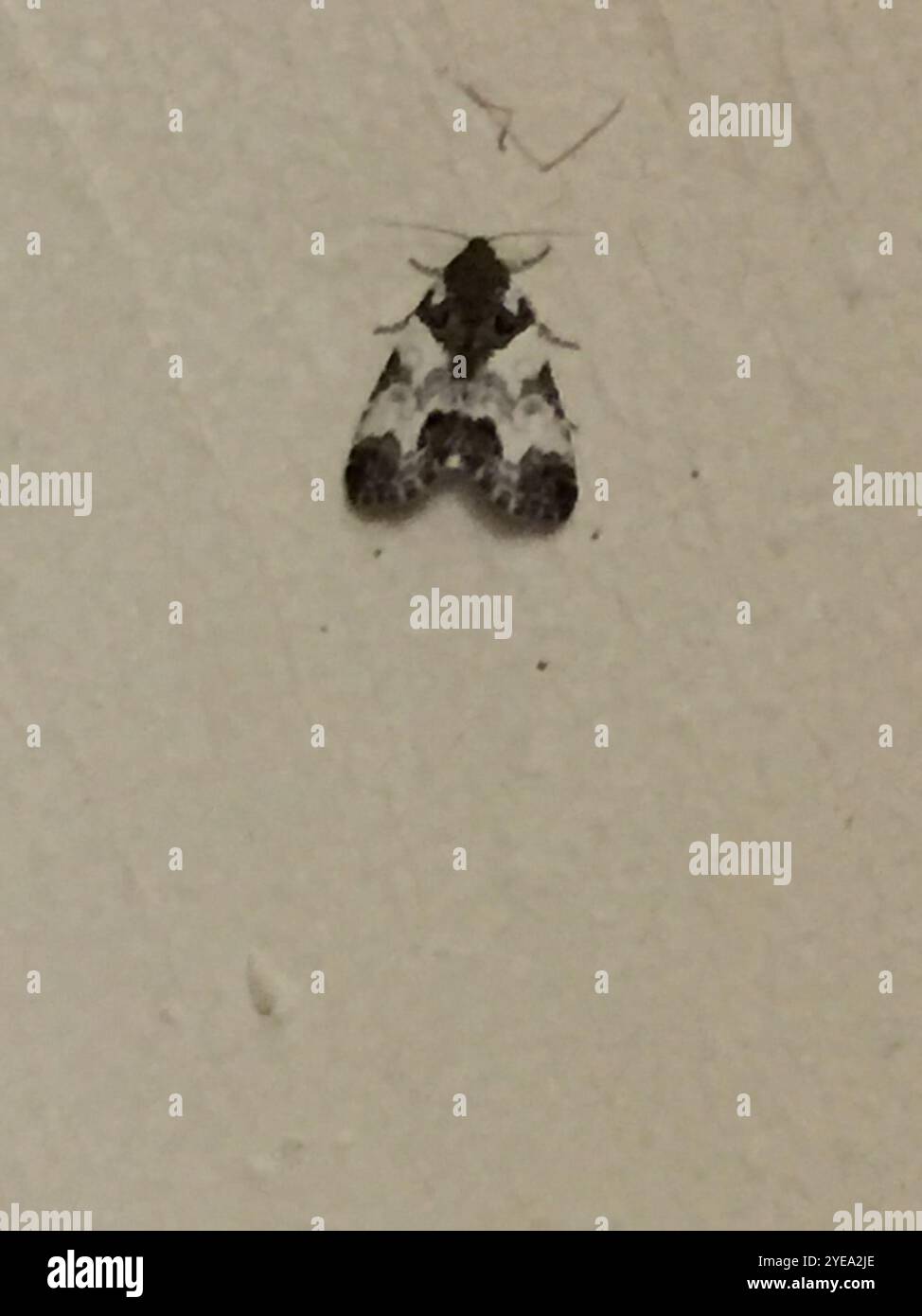 Cerma hi-res stock photography and images - Alamy