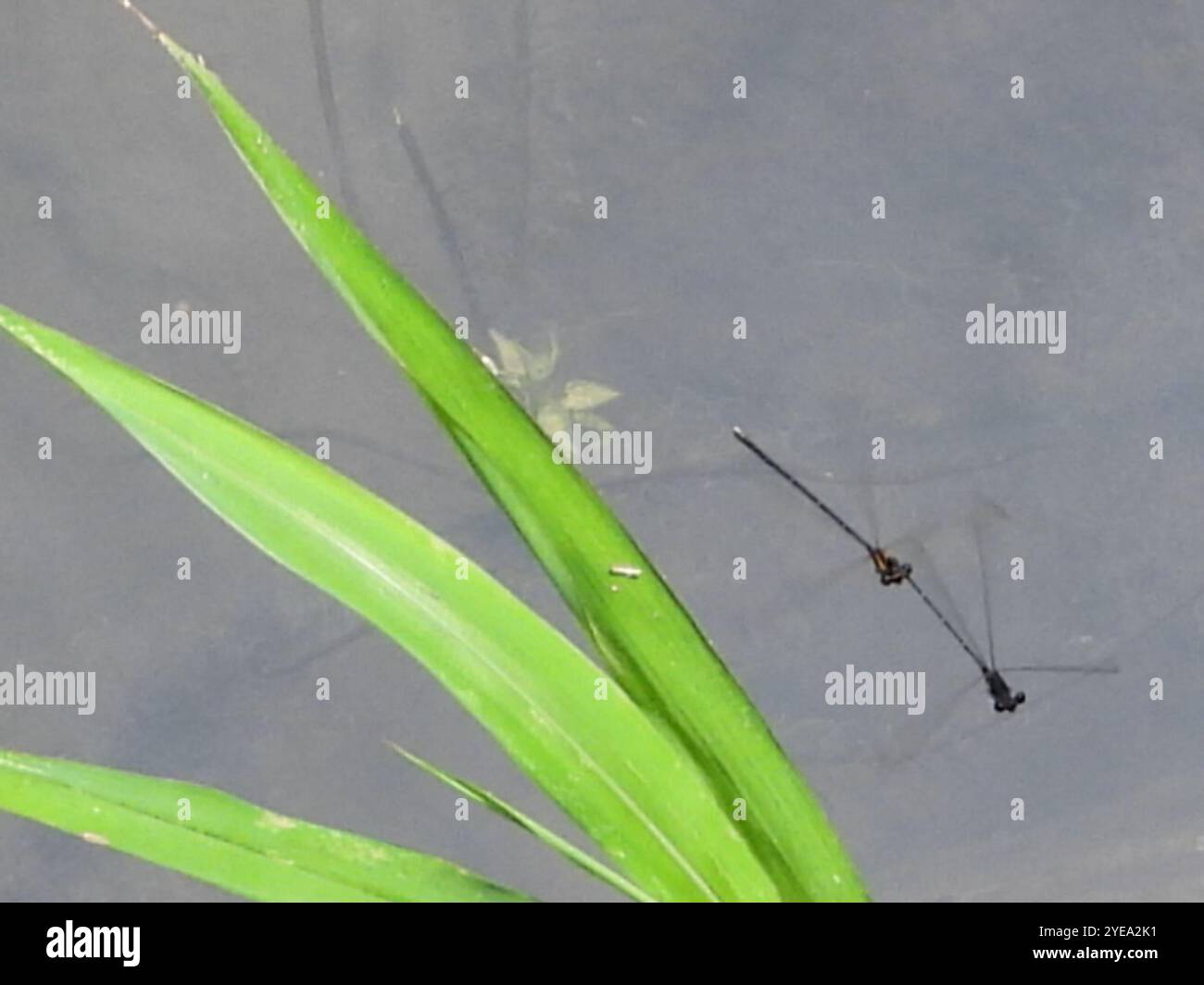 Black Threadtail (Prodasineura autumnalis Stock Photo - Alamy