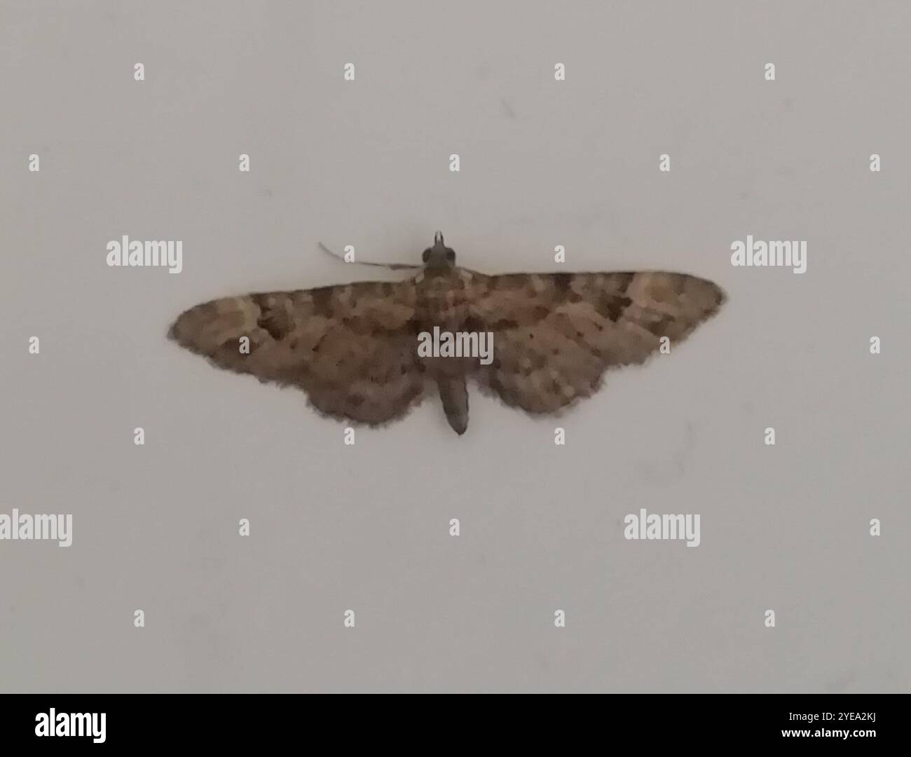 Gymnoscelis rufifasciata hi-res stock photography and images - Alamy