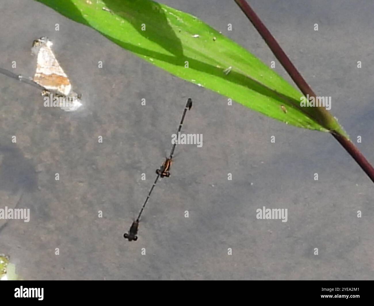 Black Threadtail (Prodasineura autumnalis Stock Photo - Alamy