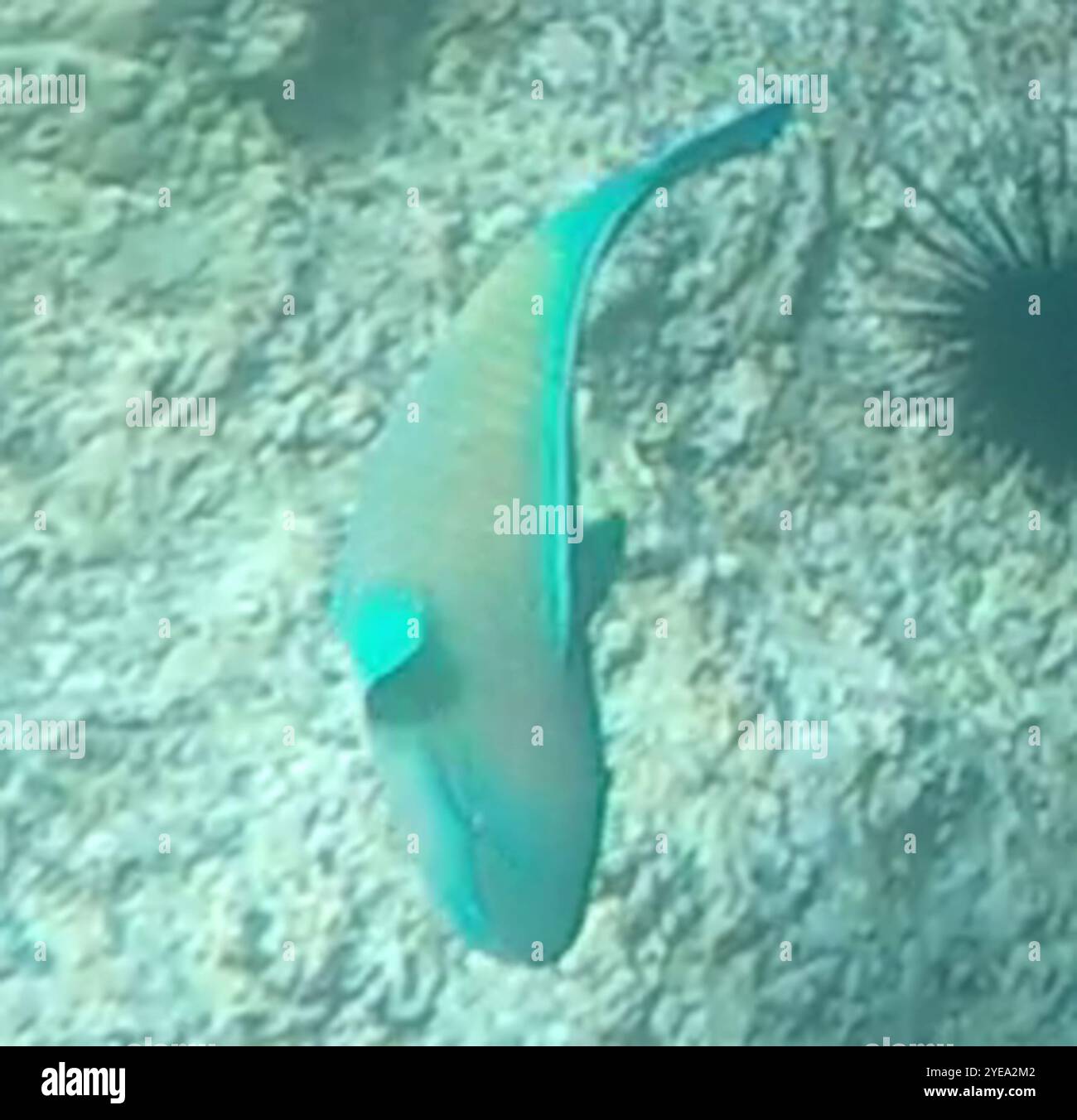 Pacific bullethead parrotfish hi-res stock photography and images - Alamy