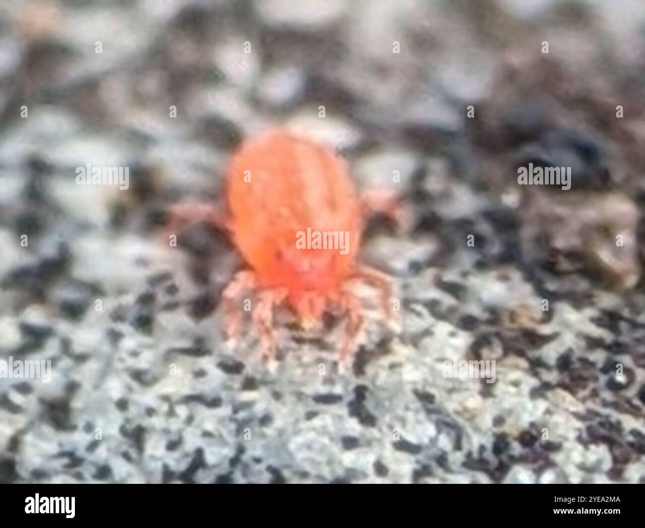 Snout mites hi-res stock photography and images - Alamy
