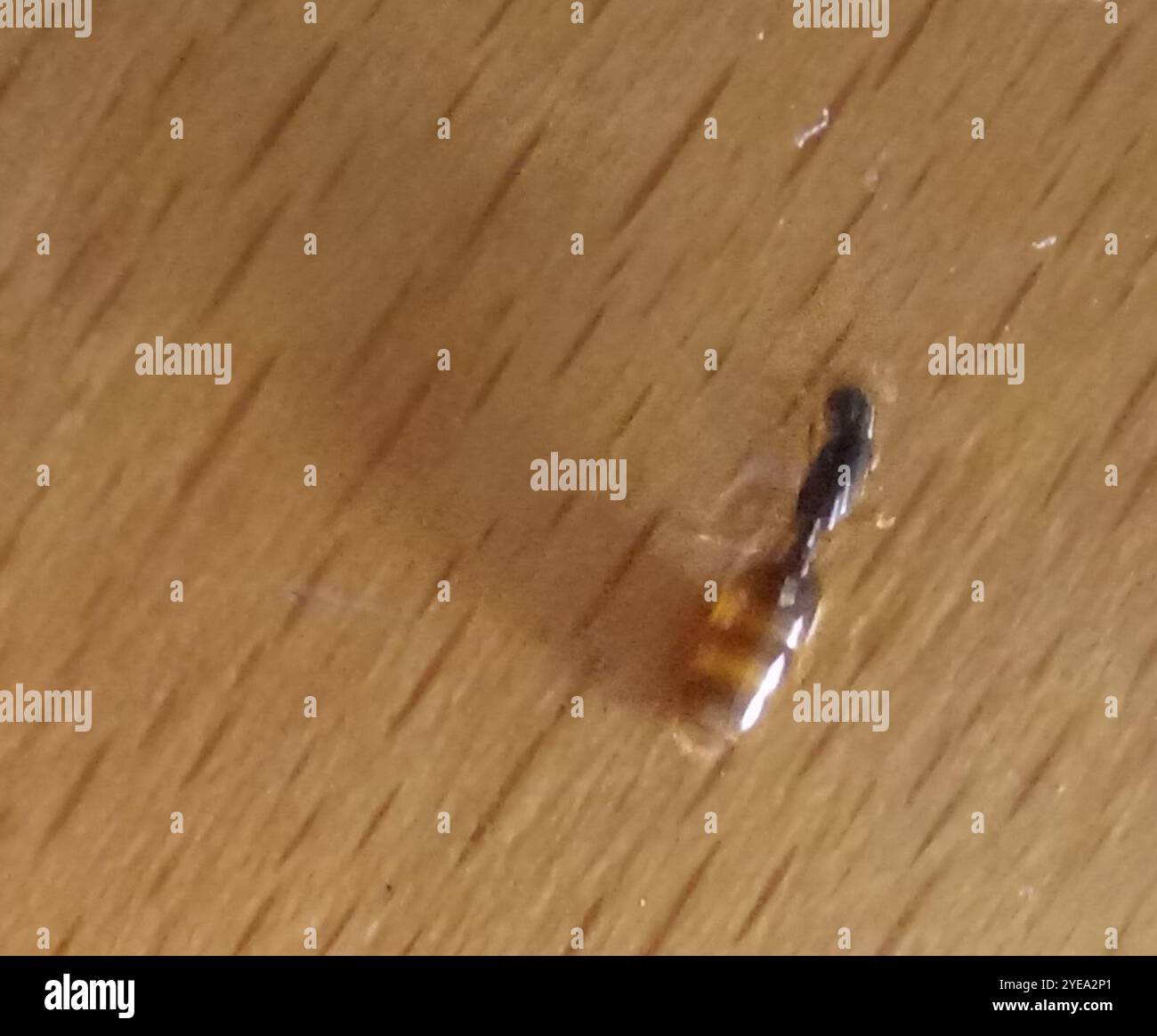 Yellow Fire Ant (Solenopsis punctaticeps Stock Photo - Alamy