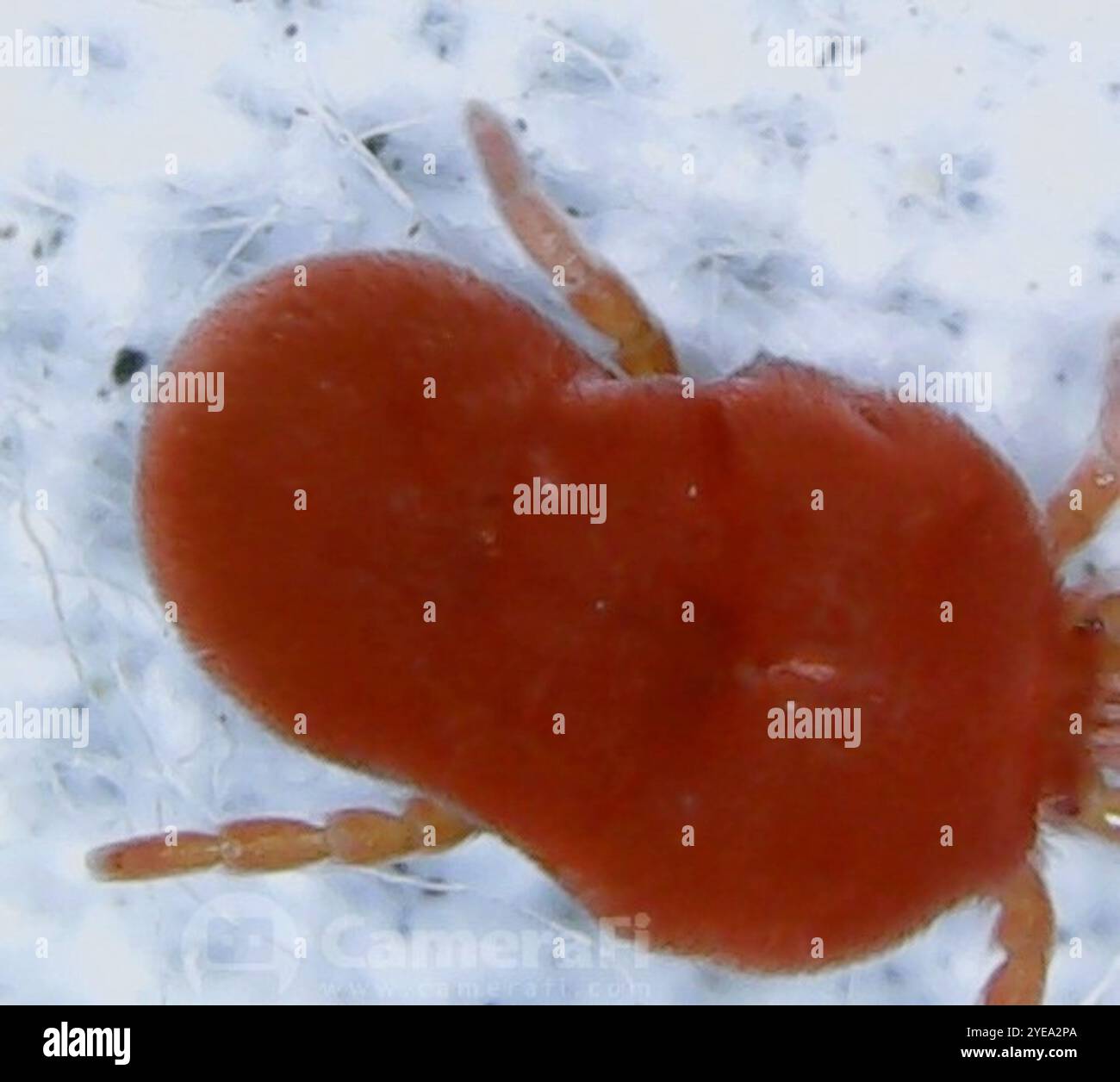 Sumo Mites (Allothrombium Stock Photo - Alamy