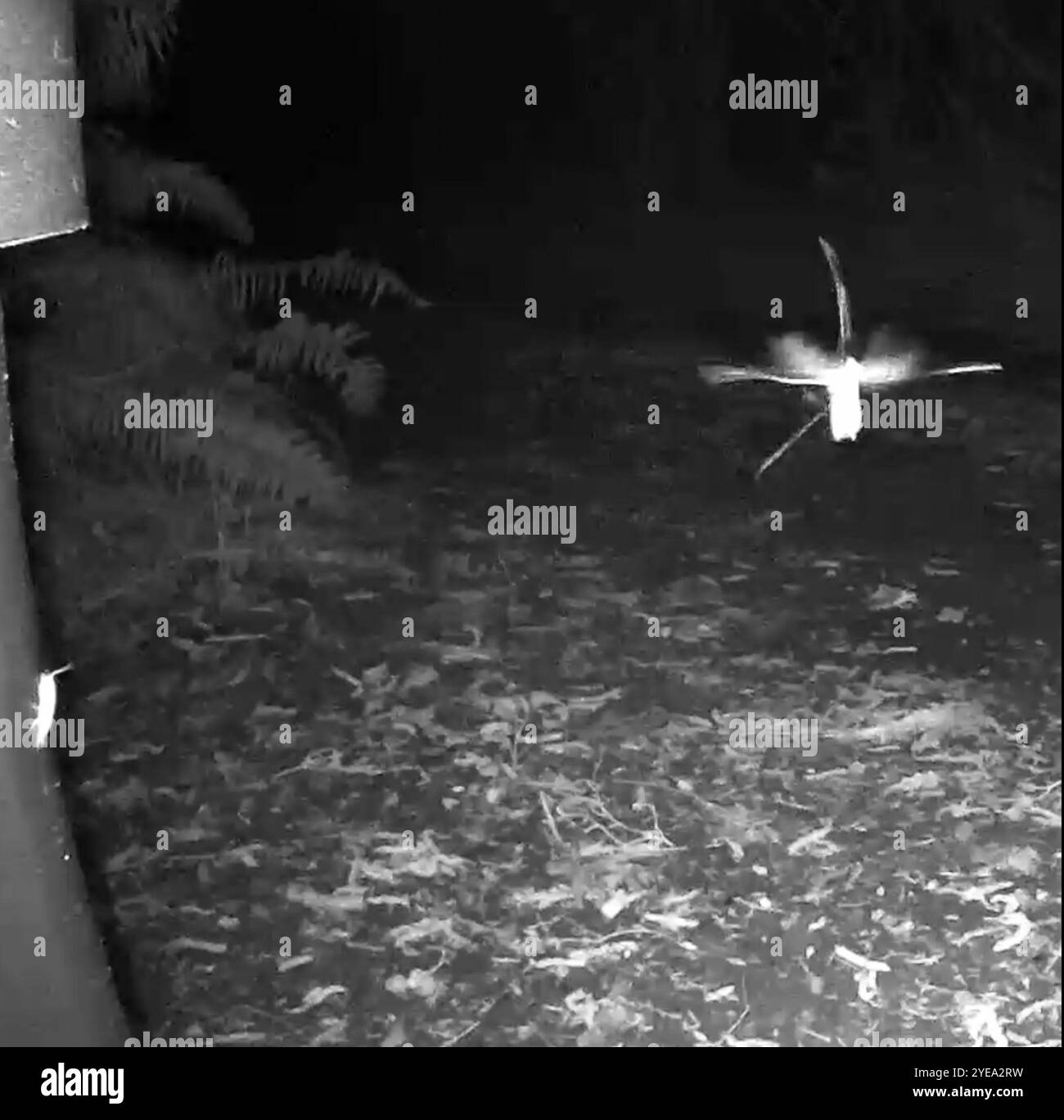 Plume Moths (Pterophoridae Stock Photo - Alamy